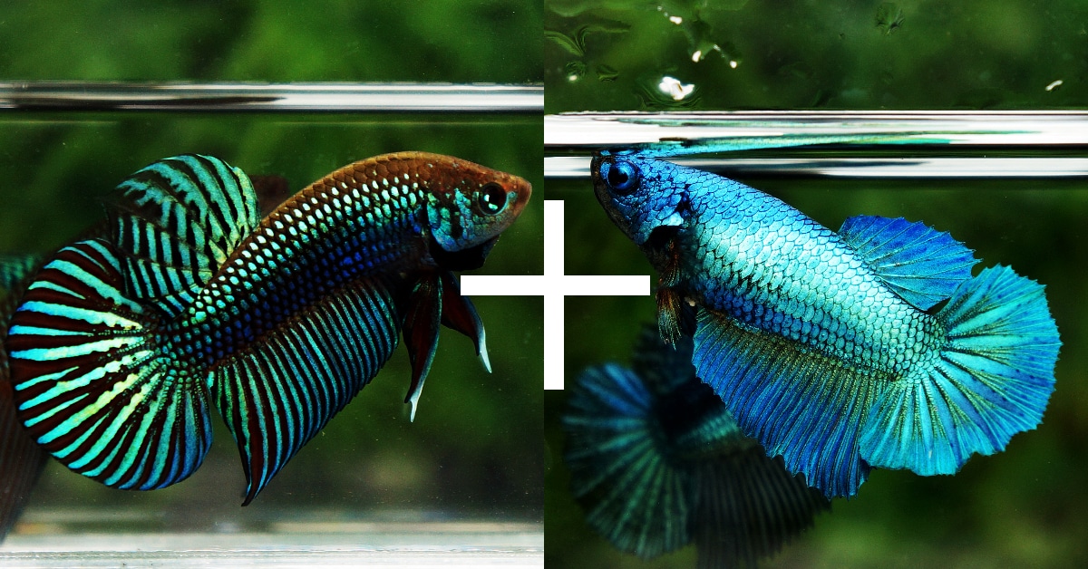 Copper betta fish - nicebettathailand.com