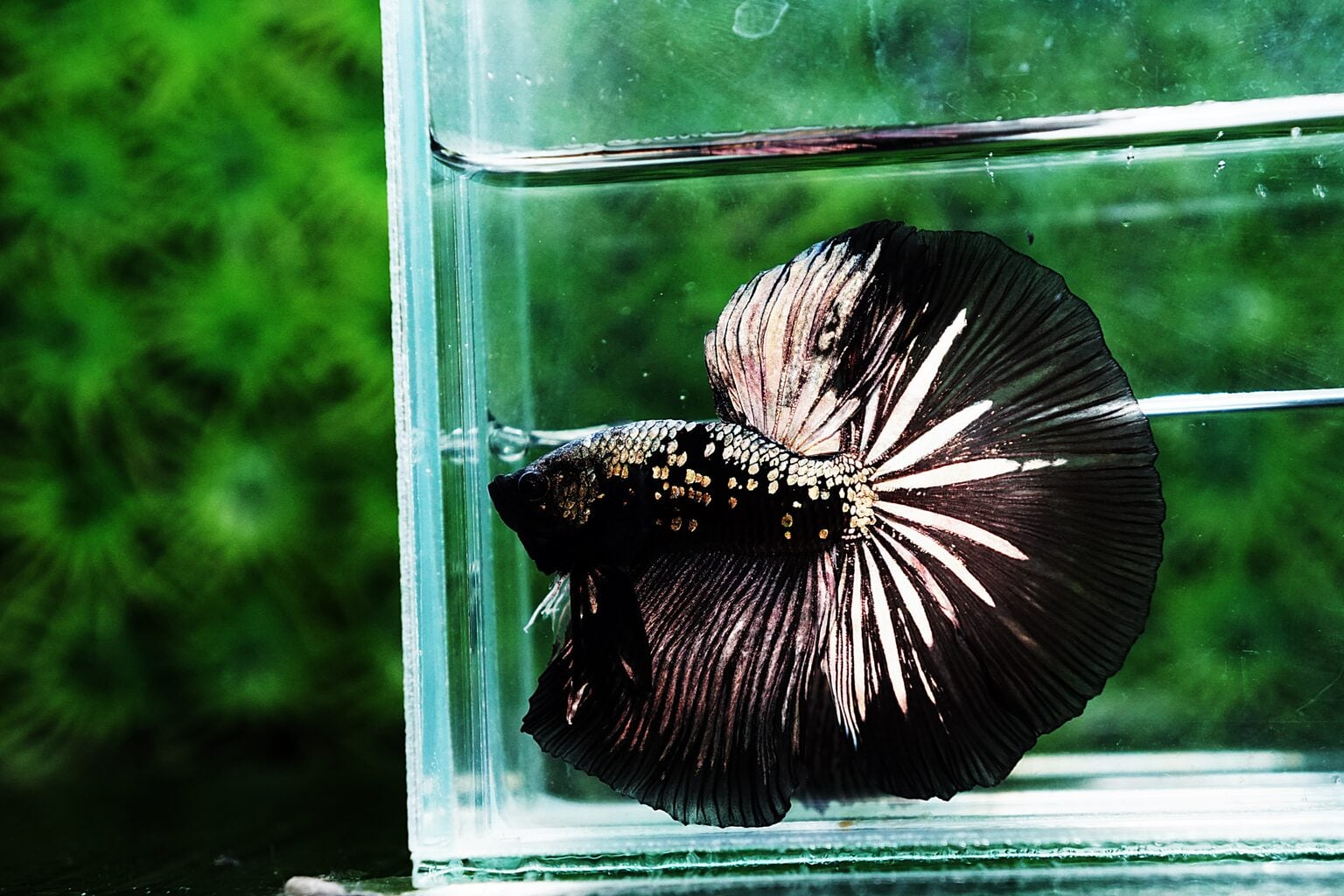 The Different Types of Black Betta fish - nicebettathailand.com