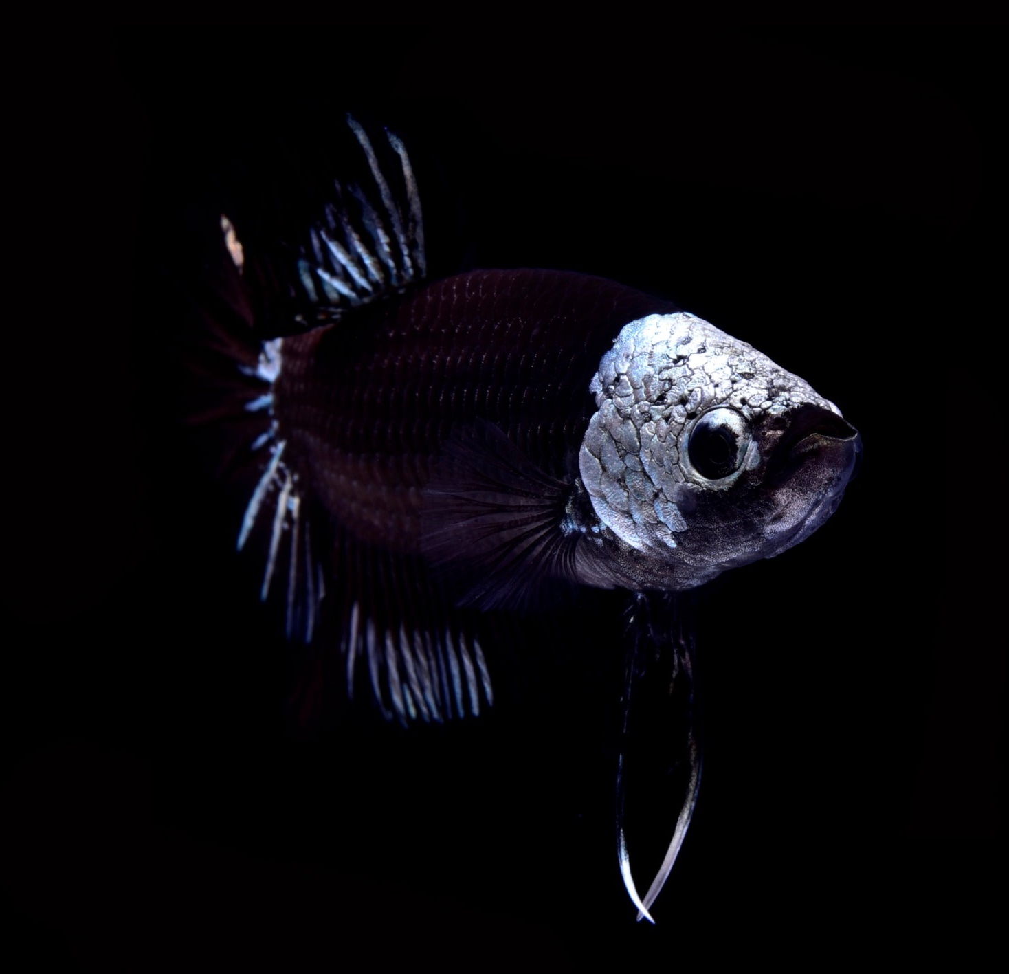 History of samurai betta fish - nicebettathailand.com