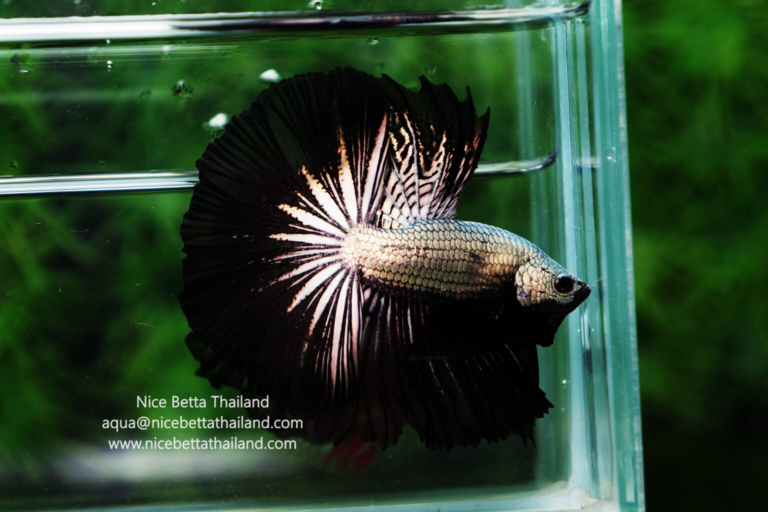 History of samurai betta fish - nicebettathailand.com
