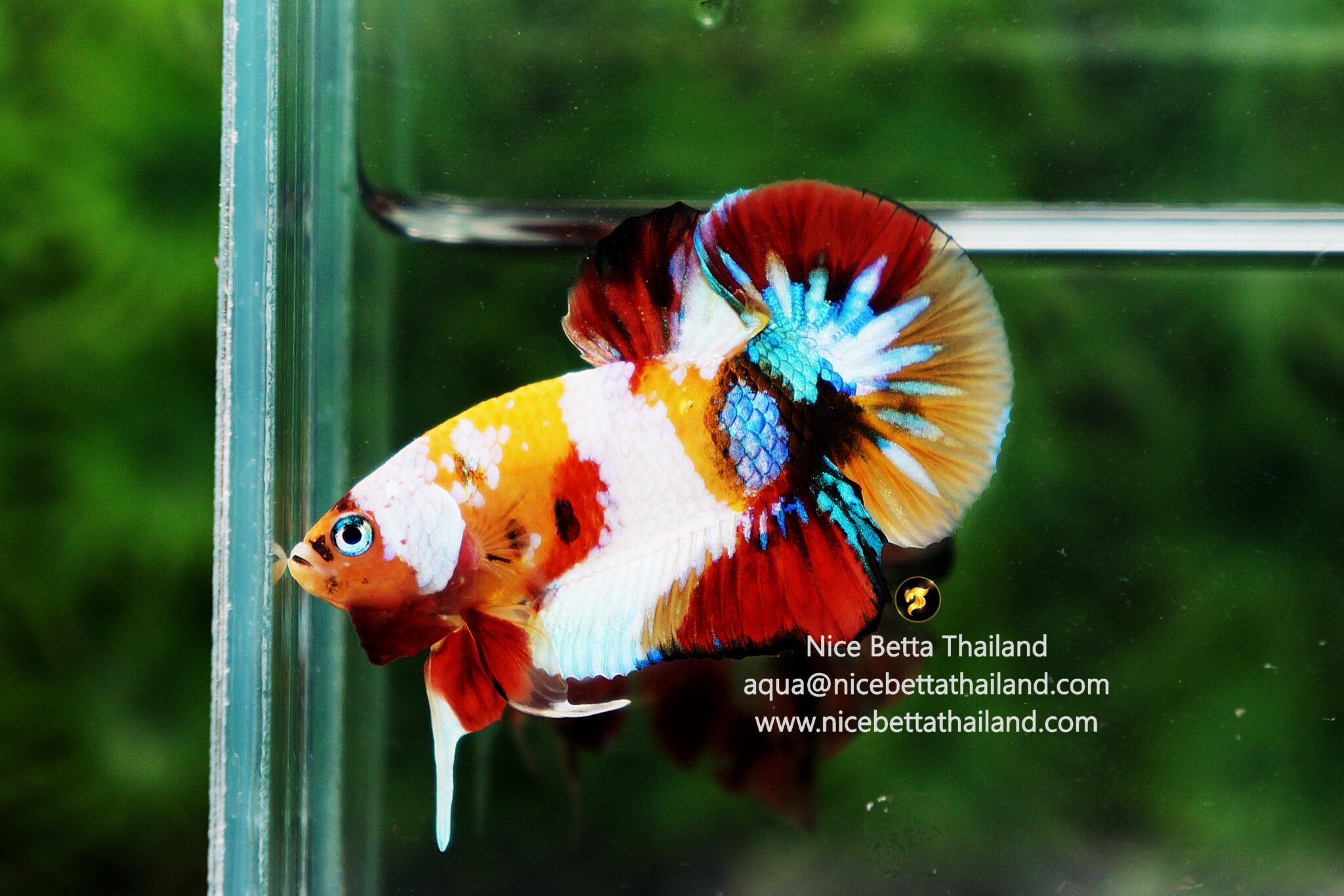The first betta fish Candy or Nemo siam - nicebettathailand.com