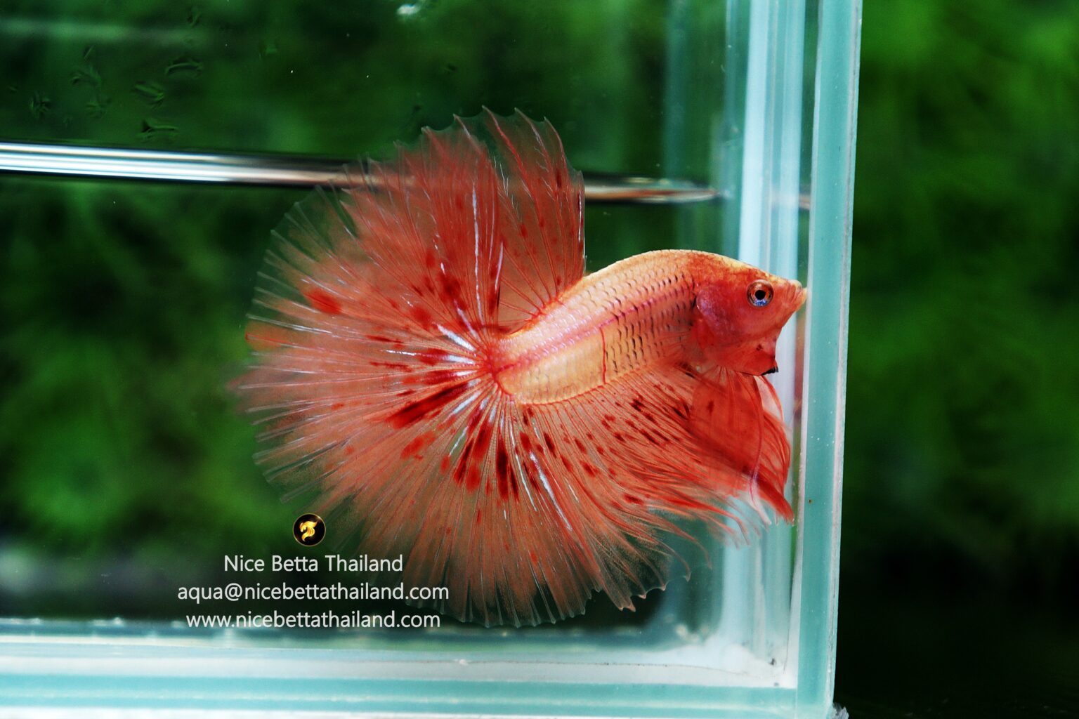 Stable betta fish genetic is important for breeding ...