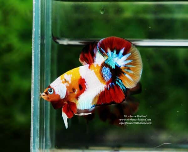 The first betta fish Candy or Nemo siam - nicebettathailand.com