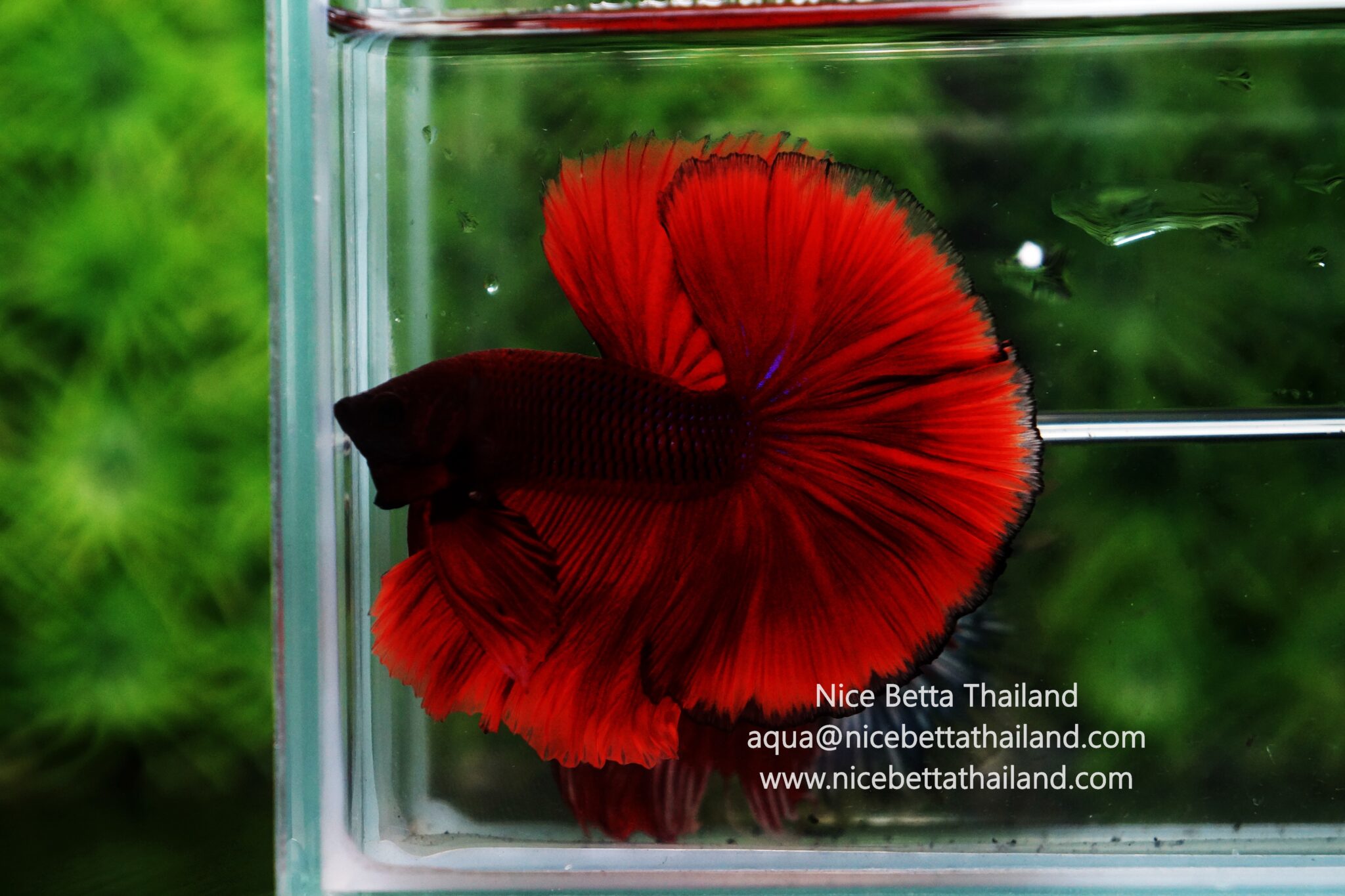 Can Betta Fish Jump? - nicebettathailand.com