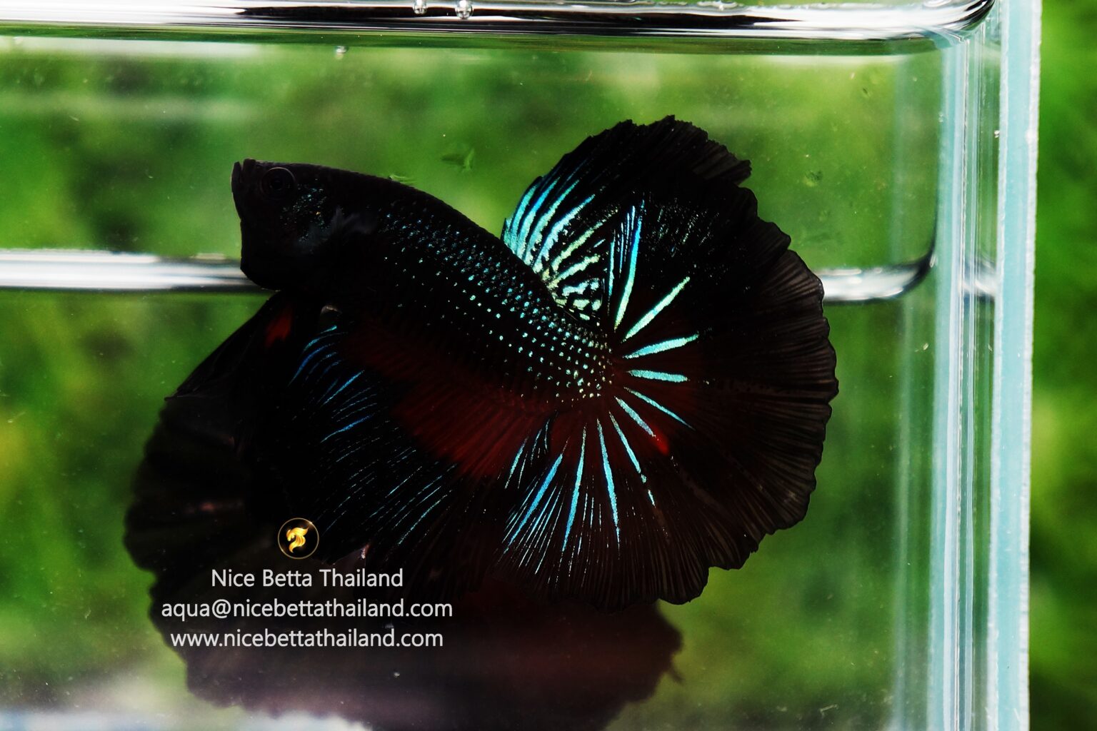 The Different Types of Black Betta fish - nicebettathailand.com