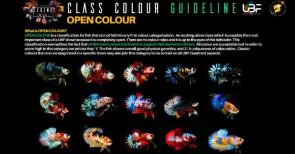 Class color guideline Open color in betta fish competition ...