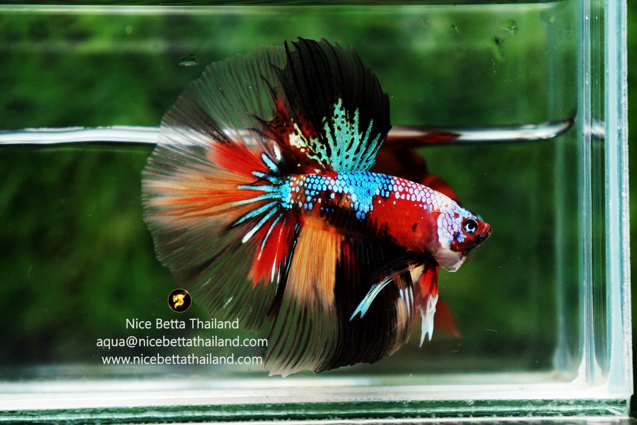 How To Travel With A Betta Fish The Right Way - nicebettathailand.com