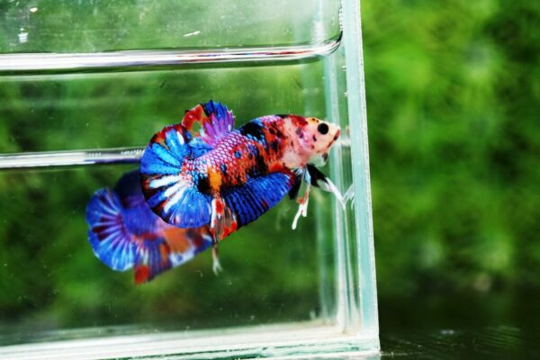 How To Travel With A Betta Fish The Right Way - nicebettathailand.com