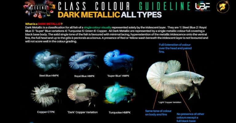 Class Color Guideline Dark Metallic betta fish all types ...