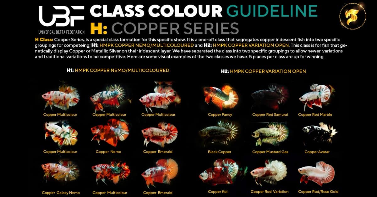 Class color betta fish Guideline Copper series - nicebettathailand.com