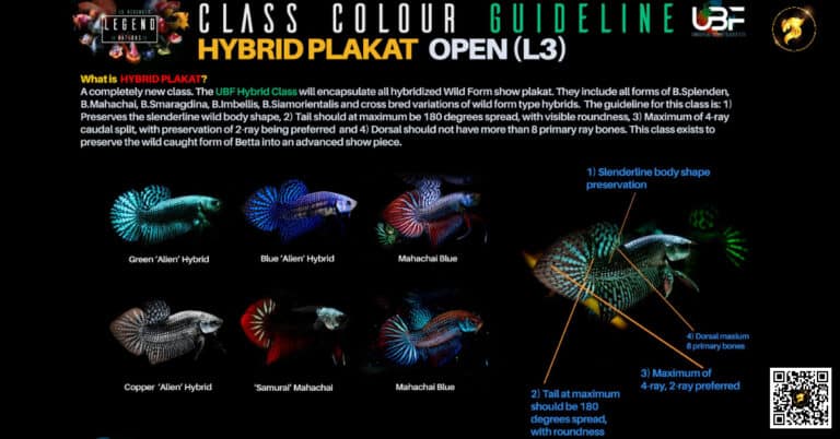 Class color betta fish Guideline hybrid Plakat - nicebettathailand.com