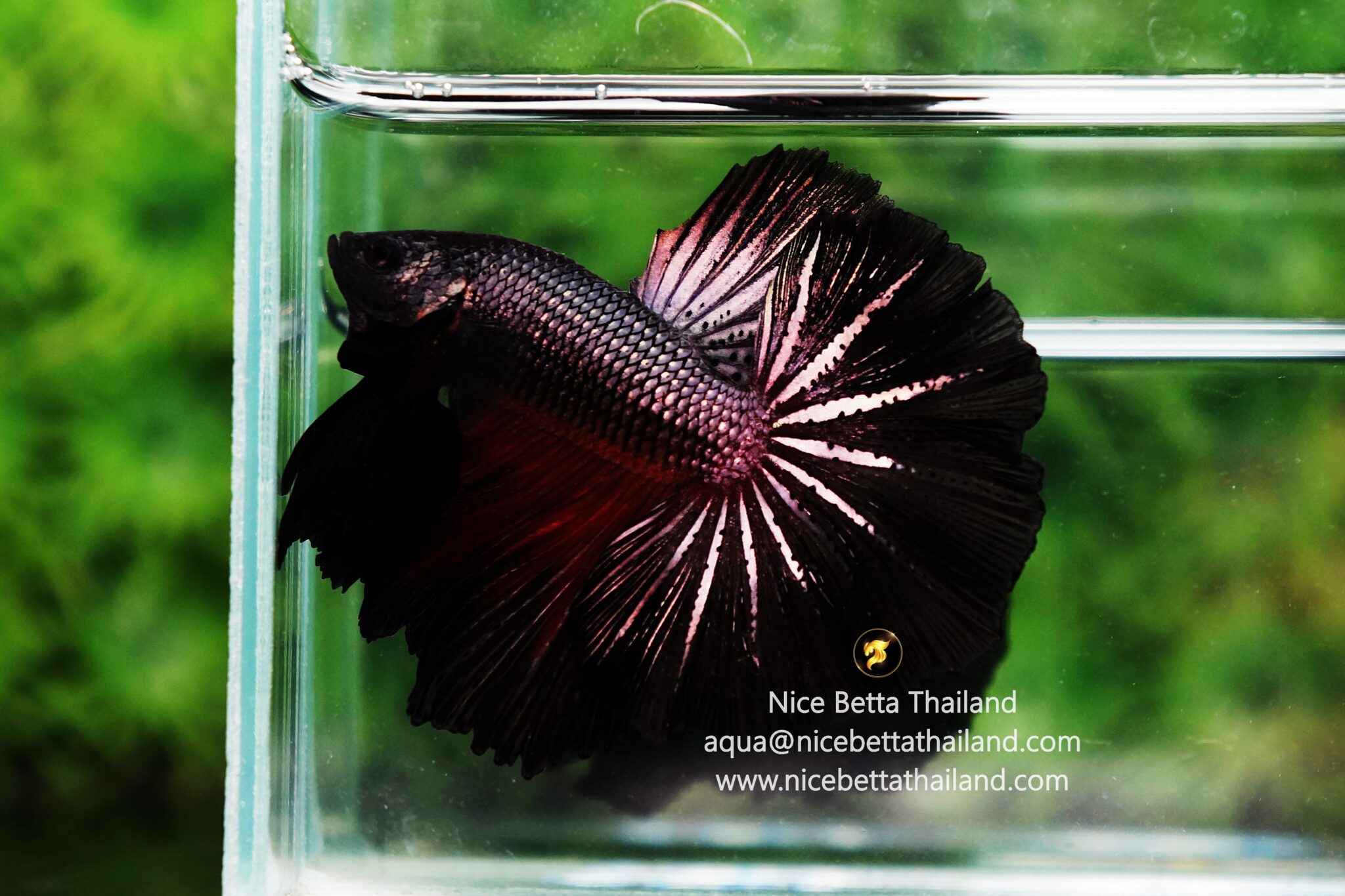 The Different Types of Black Betta fish - nicebettathailand.com