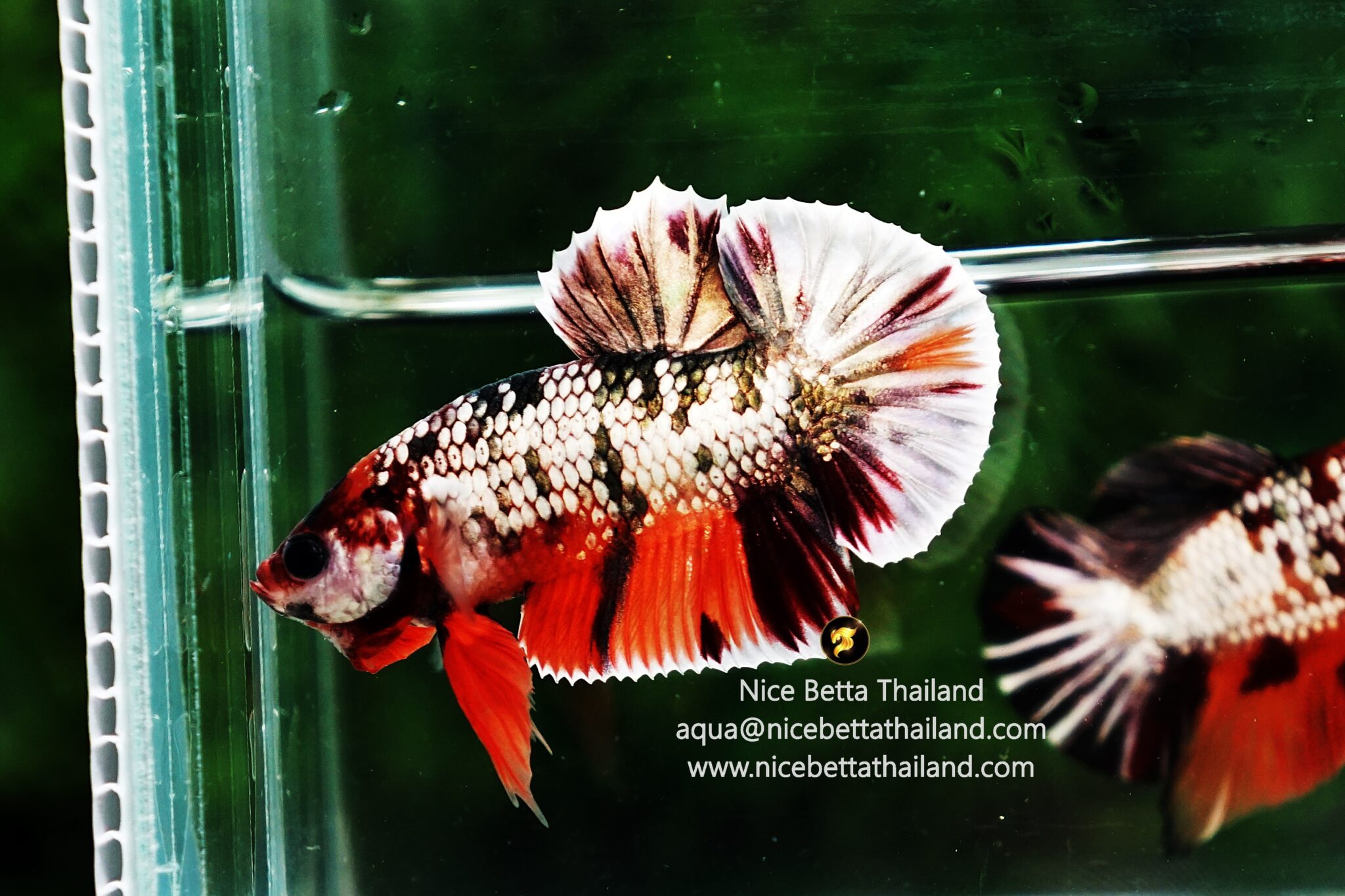 The first betta fish Candy or Nemo siam - nicebettathailand.com