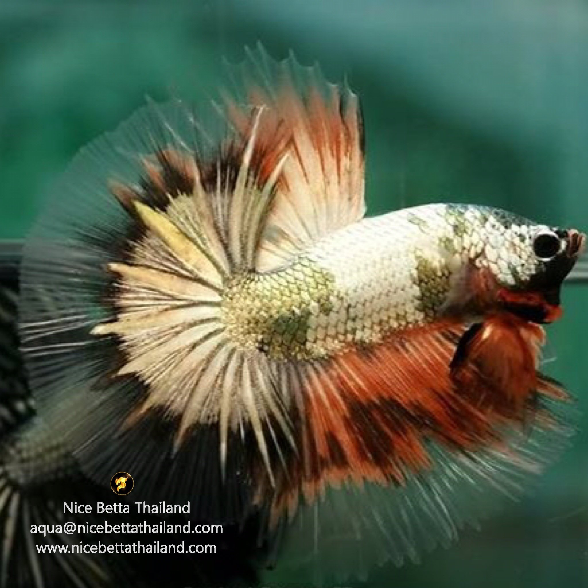 Class color betta fish Guideline Copper series - nicebettathailand.com