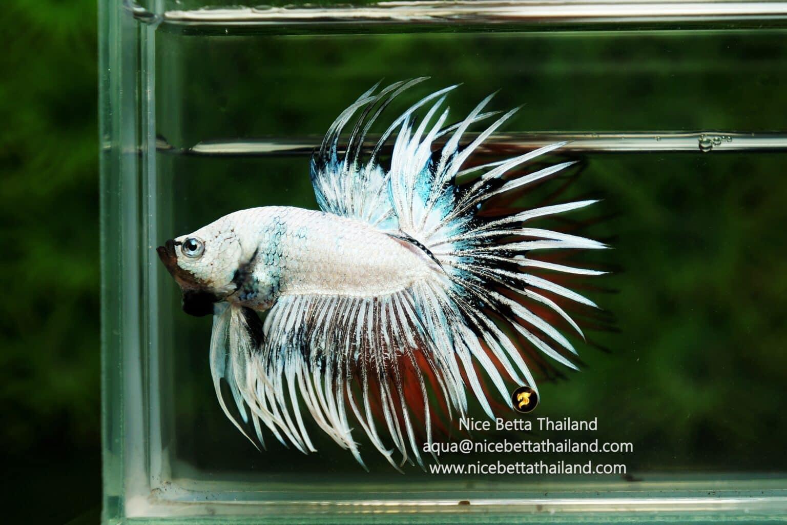 The first crowntail betta in the world - nicebettathailand.com