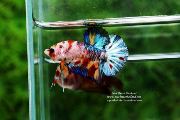 The first betta fish Candy or Nemo siam - nicebettathailand.com