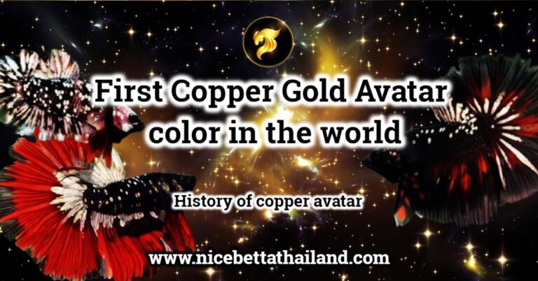 First Copper Gold Avatar color in the world - nicebettathailand.com