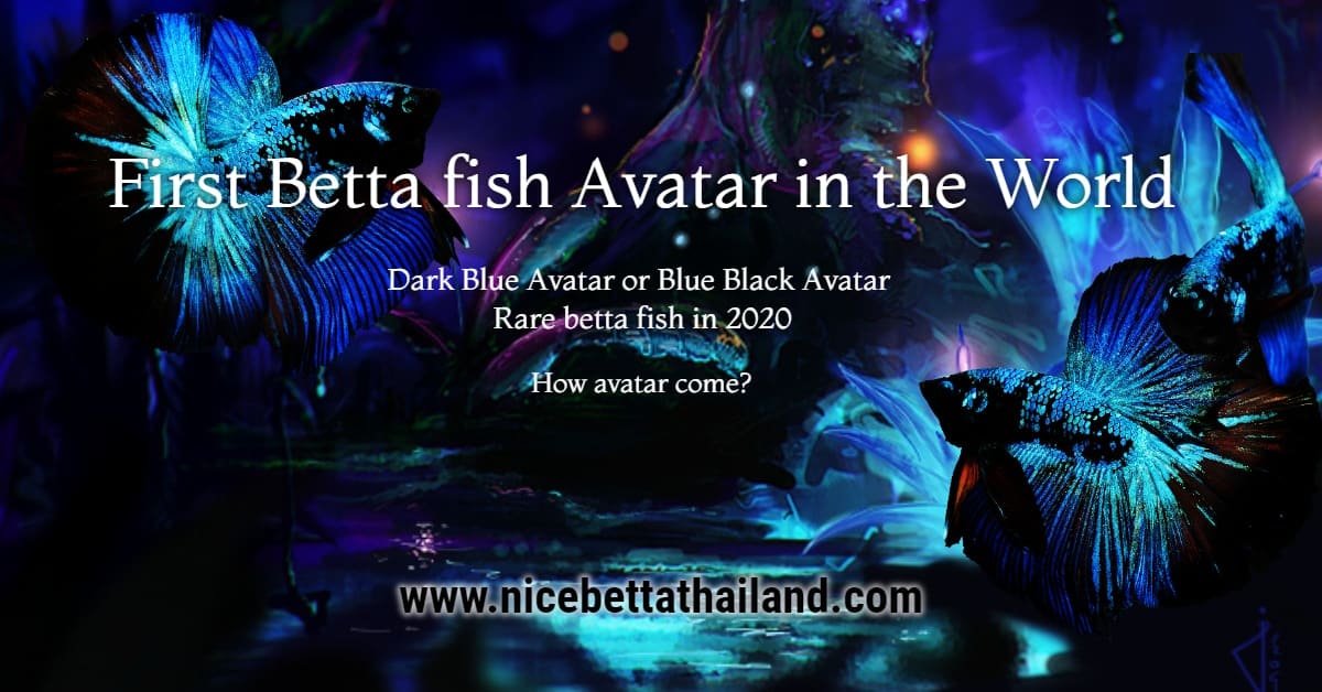 First betta fish avatar color in the world - nicebettathailand.com