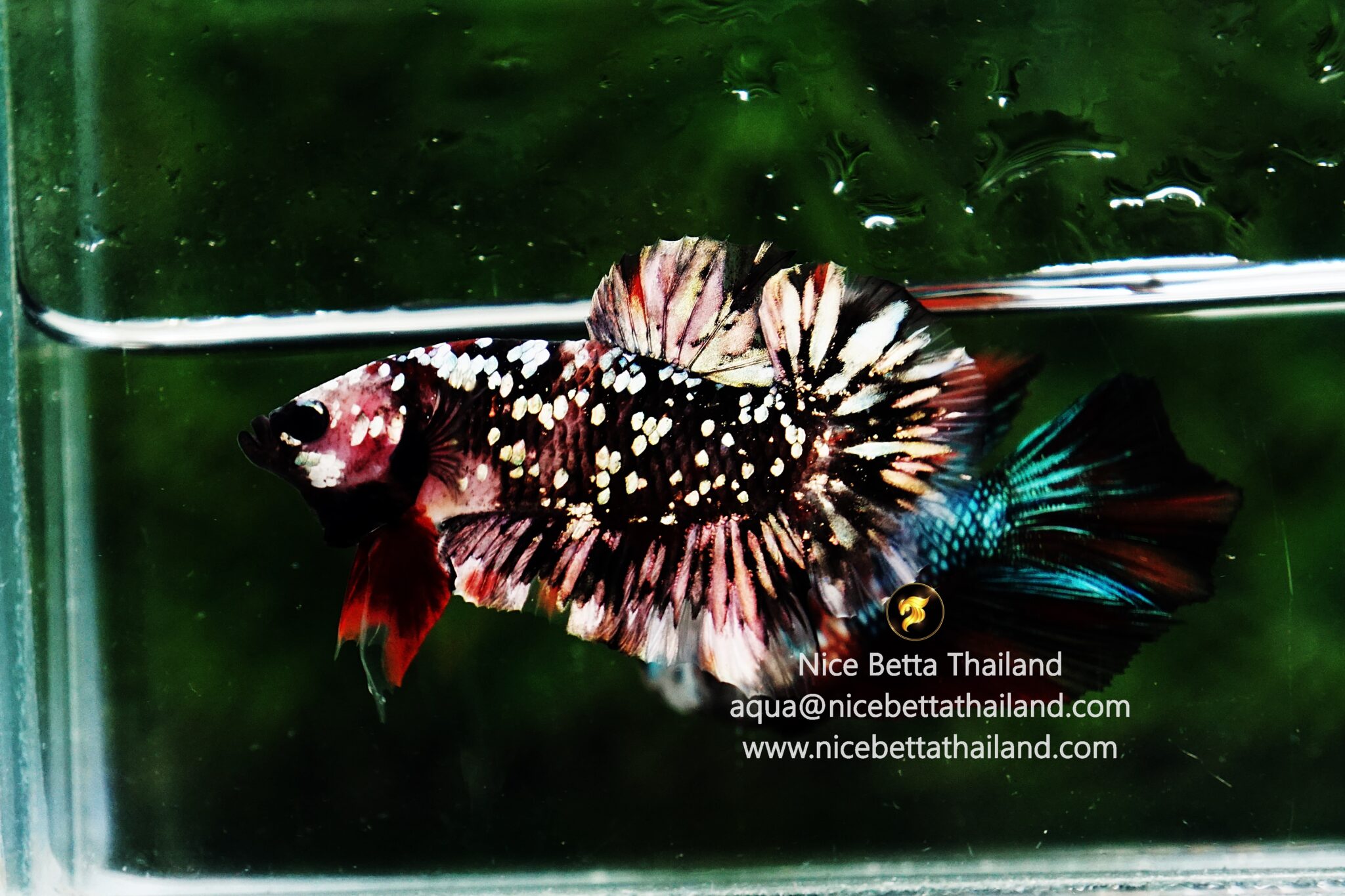 First Copper Gold Avatar color in the world - nicebettathailand.com