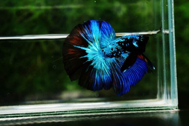 First betta fish avatar color in the world - nicebettathailand.com