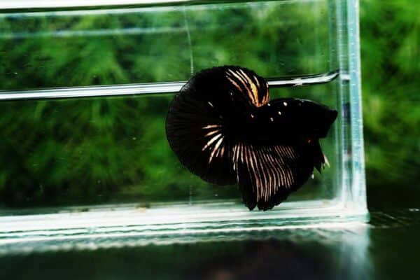 First Copper Gold Avatar color in the world - nicebettathailand.com