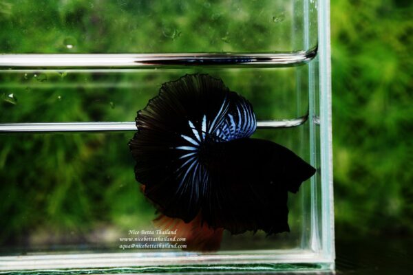 The Different Types of Black Betta fish - nicebettathailand.com