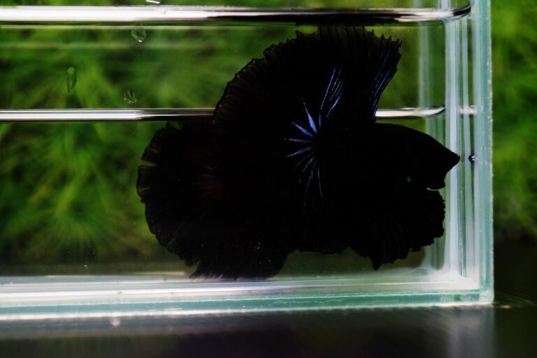 The Different Types of Black Betta fish - nicebettathailand.com