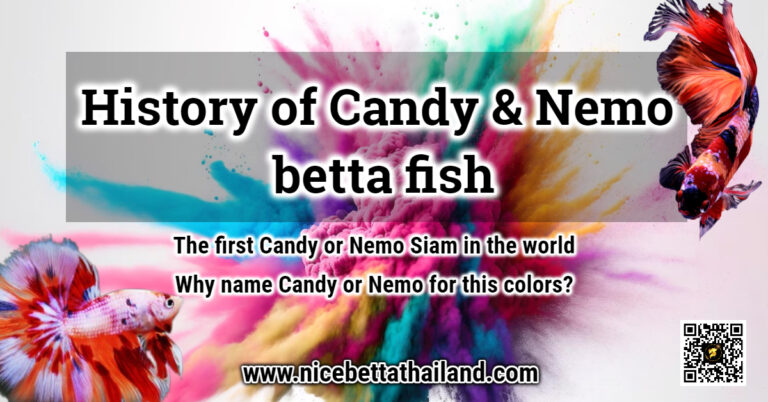 The first betta fish Candy or Nemo siam - nicebettathailand.com