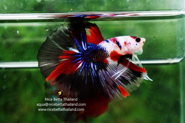 How To Travel With A Betta Fish The Right Way - nicebettathailand.com