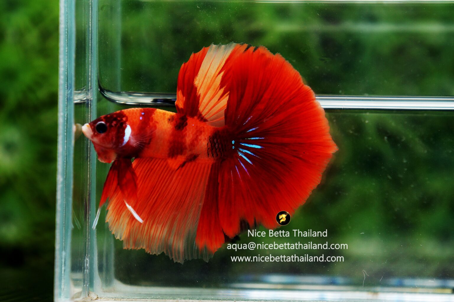 How To Travel With A Betta Fish The Right Way - nicebettathailand.com