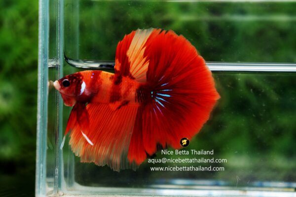 How To Travel With A Betta Fish The Right Way - nicebettathailand.com