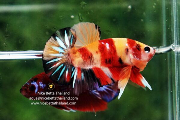 The first betta fish Candy or Nemo siam - nicebettathailand.com