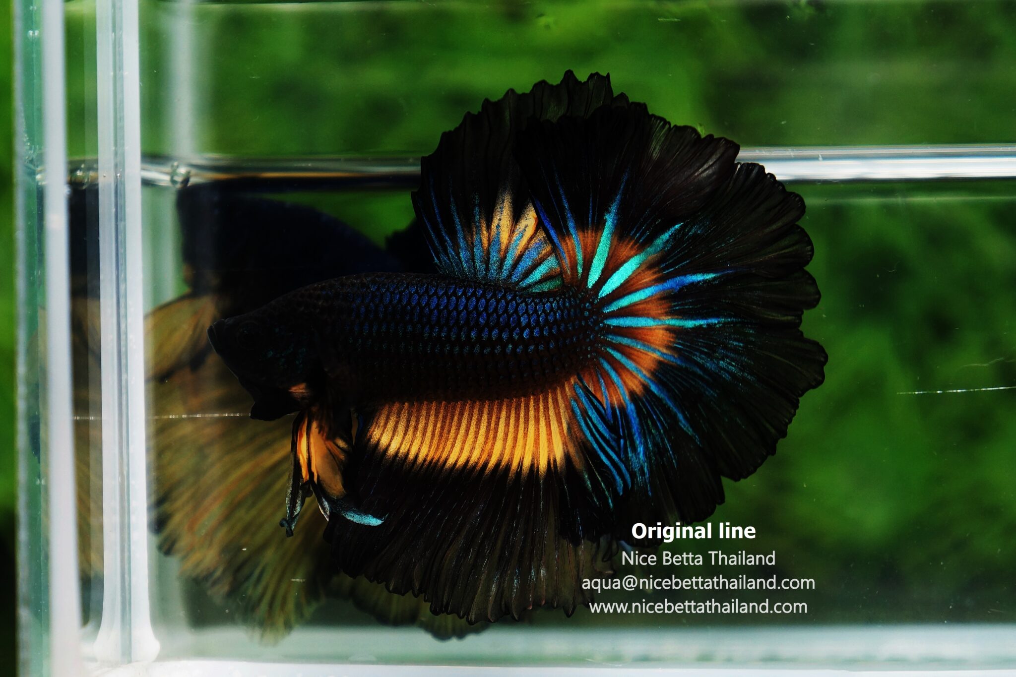 First Blue Mustard Gas betta fish in the world - nicebettathailand.com
