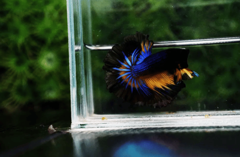 First Blue Mustard Gas betta fish in the world - nicebettathailand.com