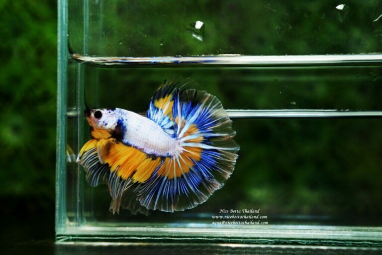 How To Travel With A Betta Fish The Right Way - nicebettathailand.com