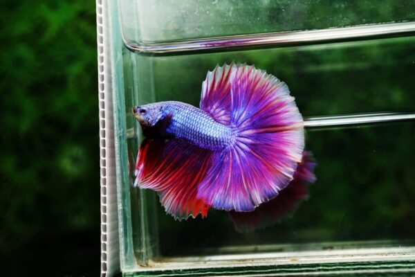 The Elusive Purple Betta fish - nicebettathailand.com