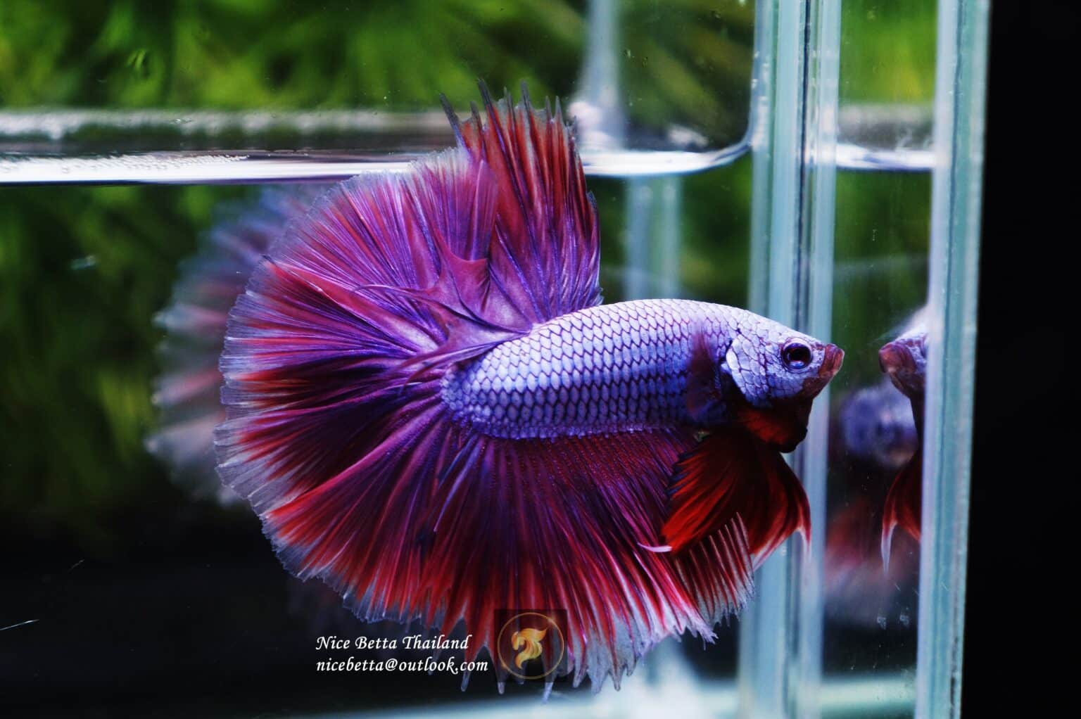 The Elusive Purple Betta fish - nicebettathailand.com
