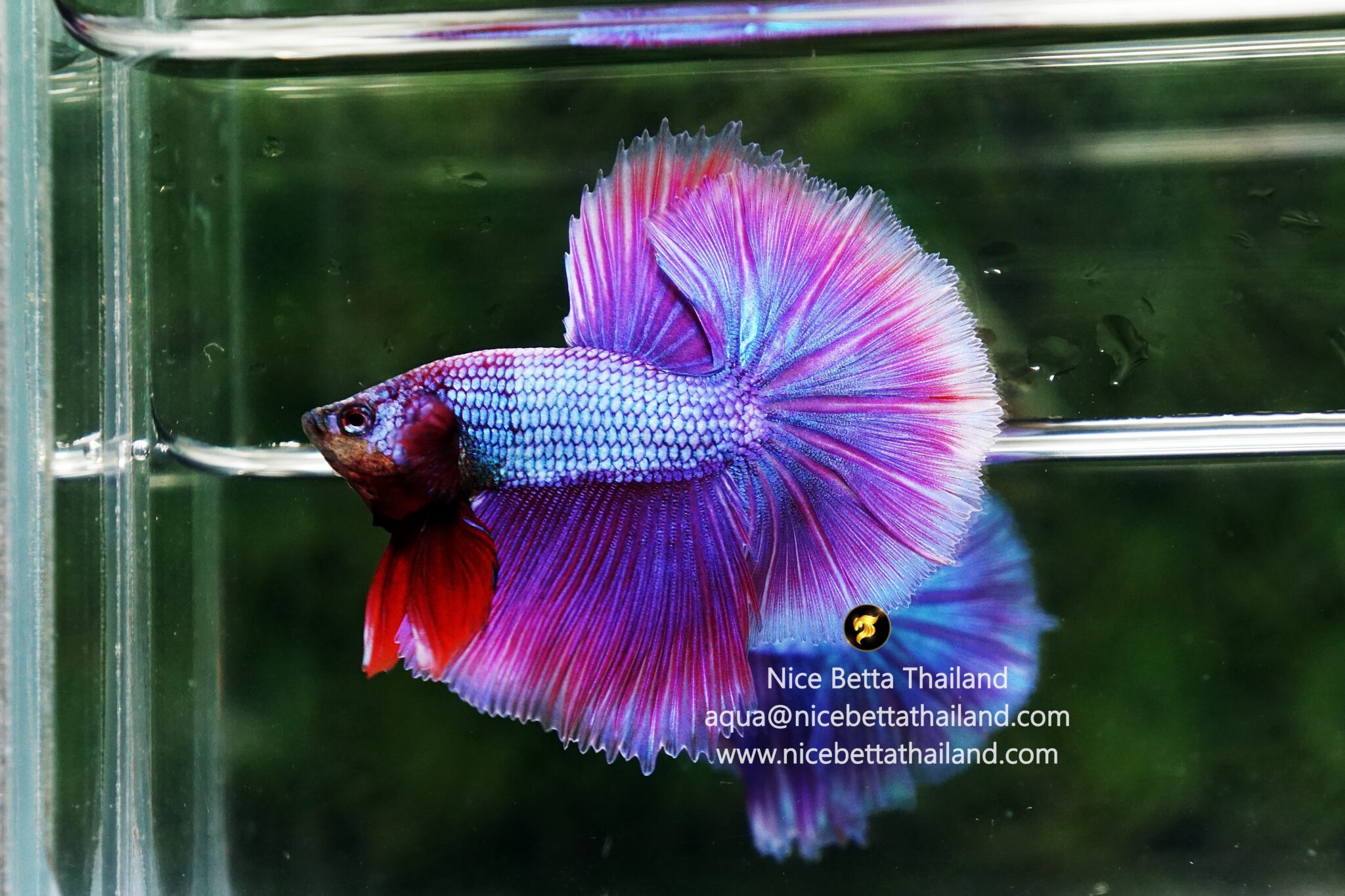 The Elusive Purple Betta fish - nicebettathailand.com
