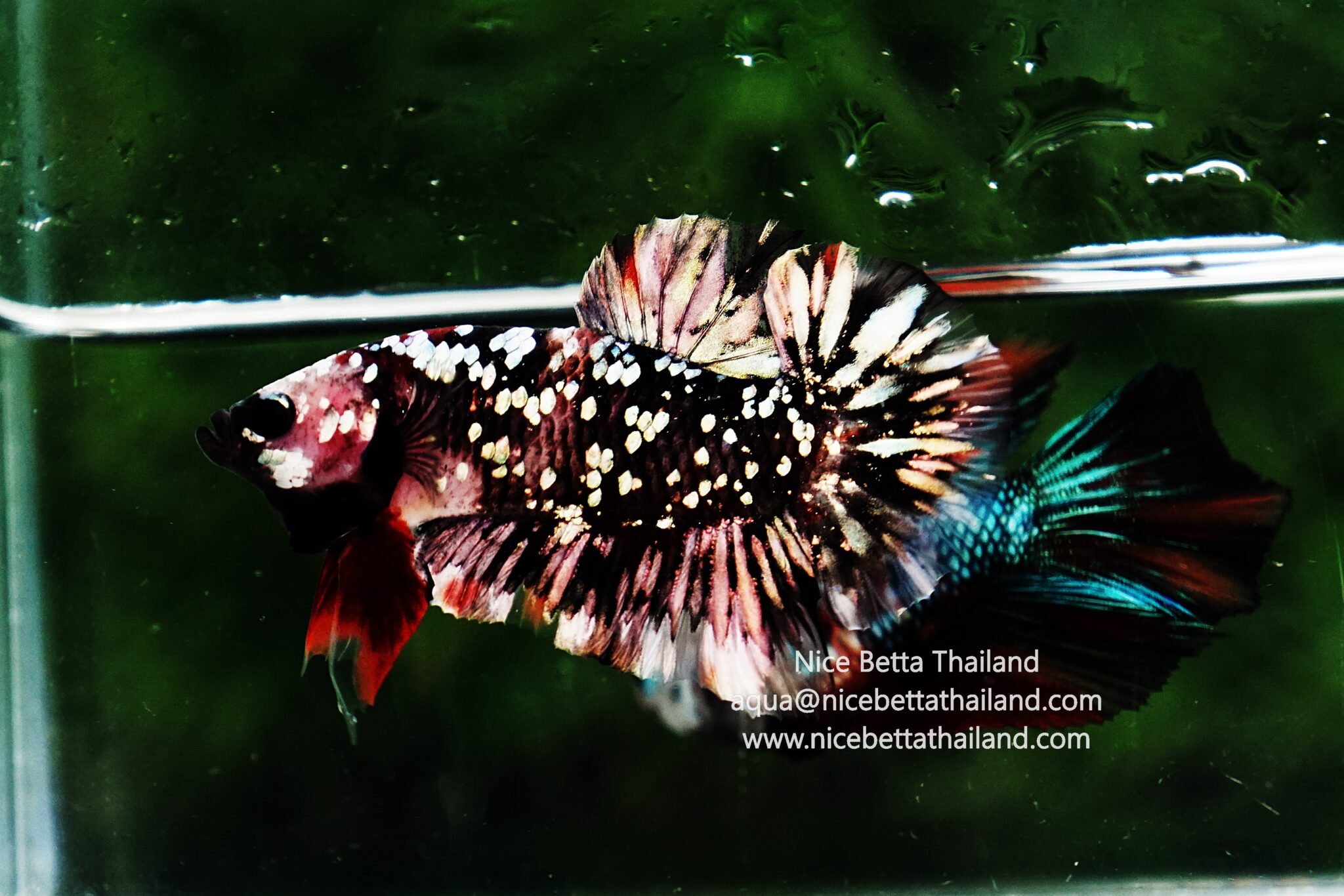 How To Breed Giant Betta Fish - nicebettathailand.com
