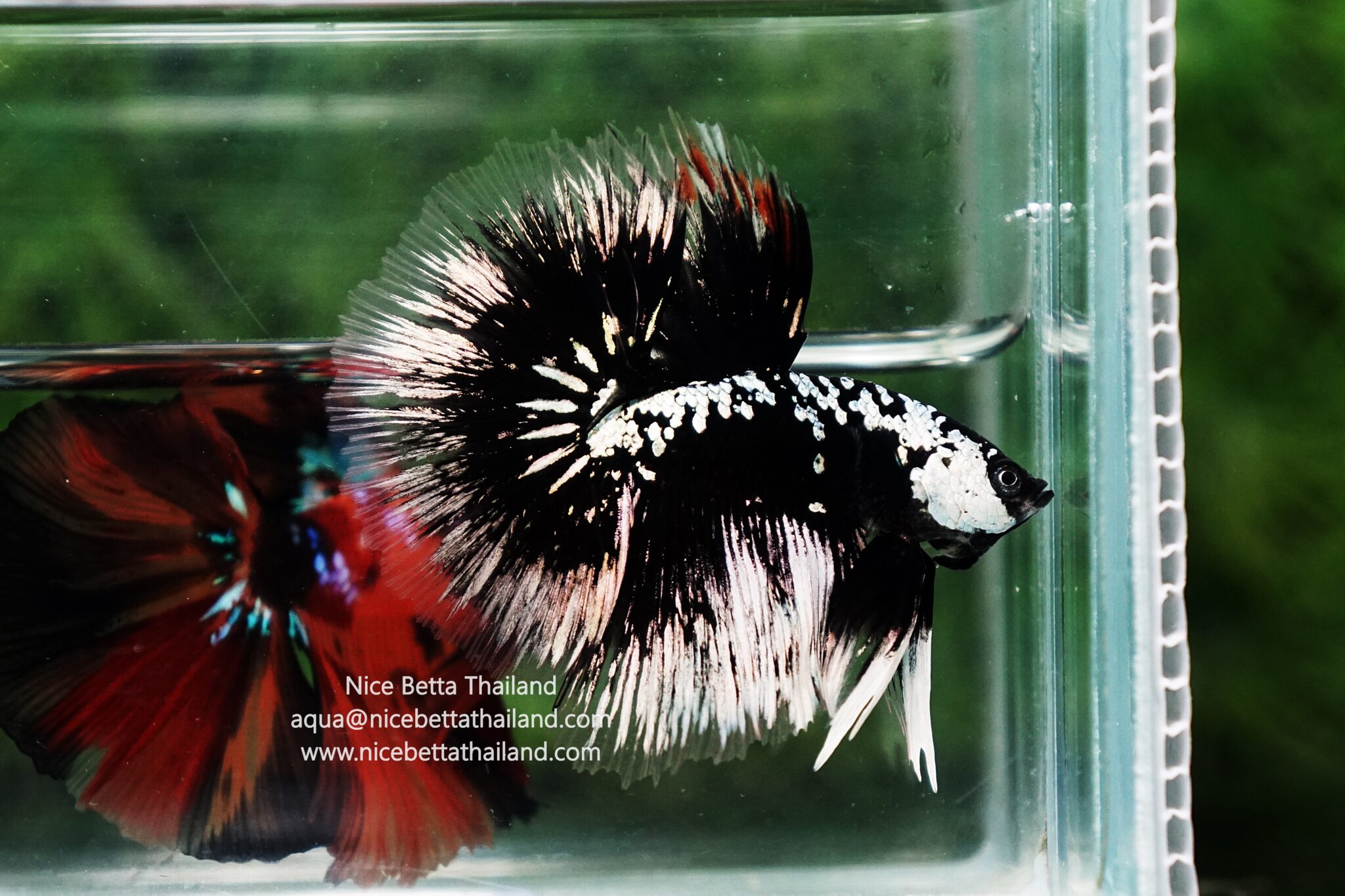 History of samurai betta fish - nicebettathailand.com