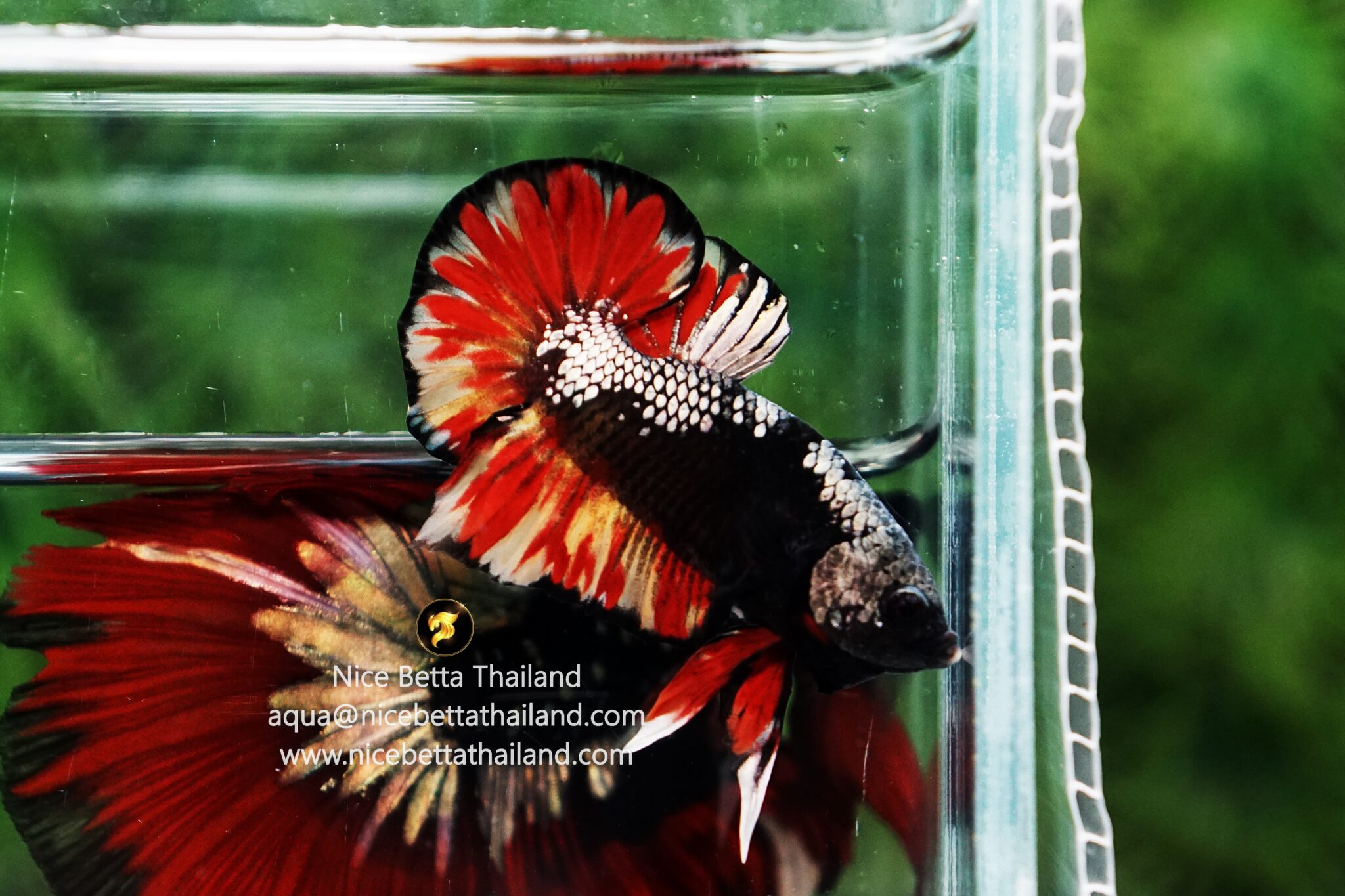 The first betta fish Candy or Nemo siam - nicebettathailand.com