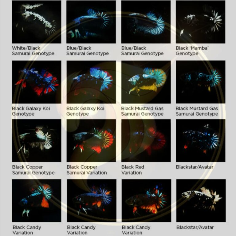 Class color betta fish Guideline Black base betta fish ...