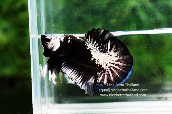 History of samurai betta fish - nicebettathailand.com