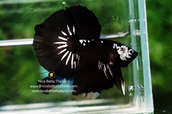 The Different Types of Black Betta fish - nicebettathailand.com