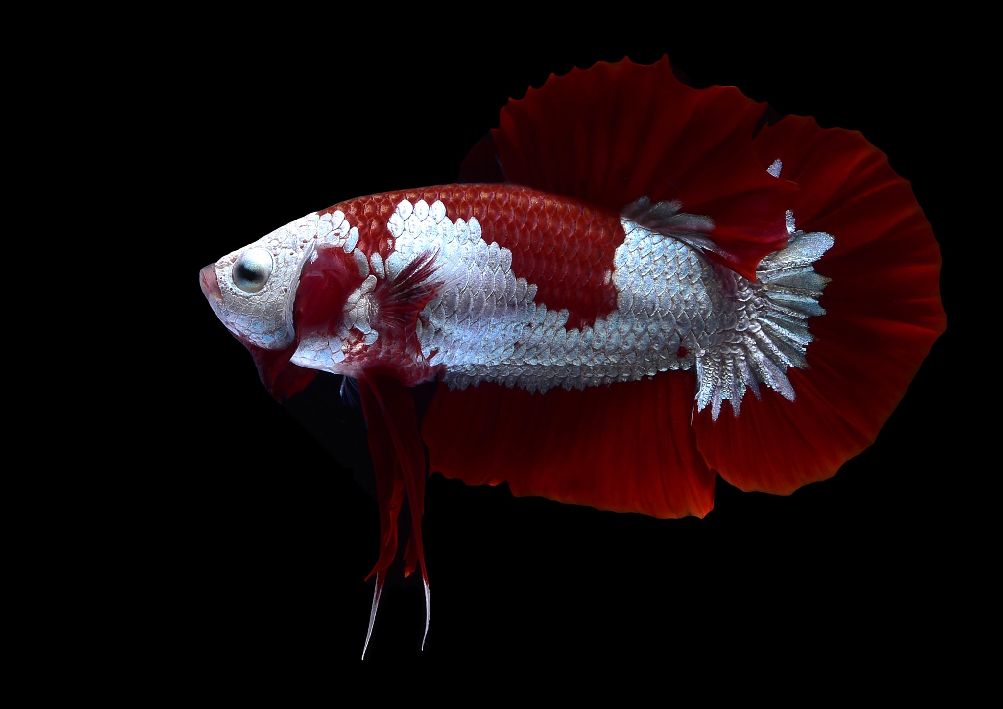 History of samurai betta fish - nicebettathailand.com