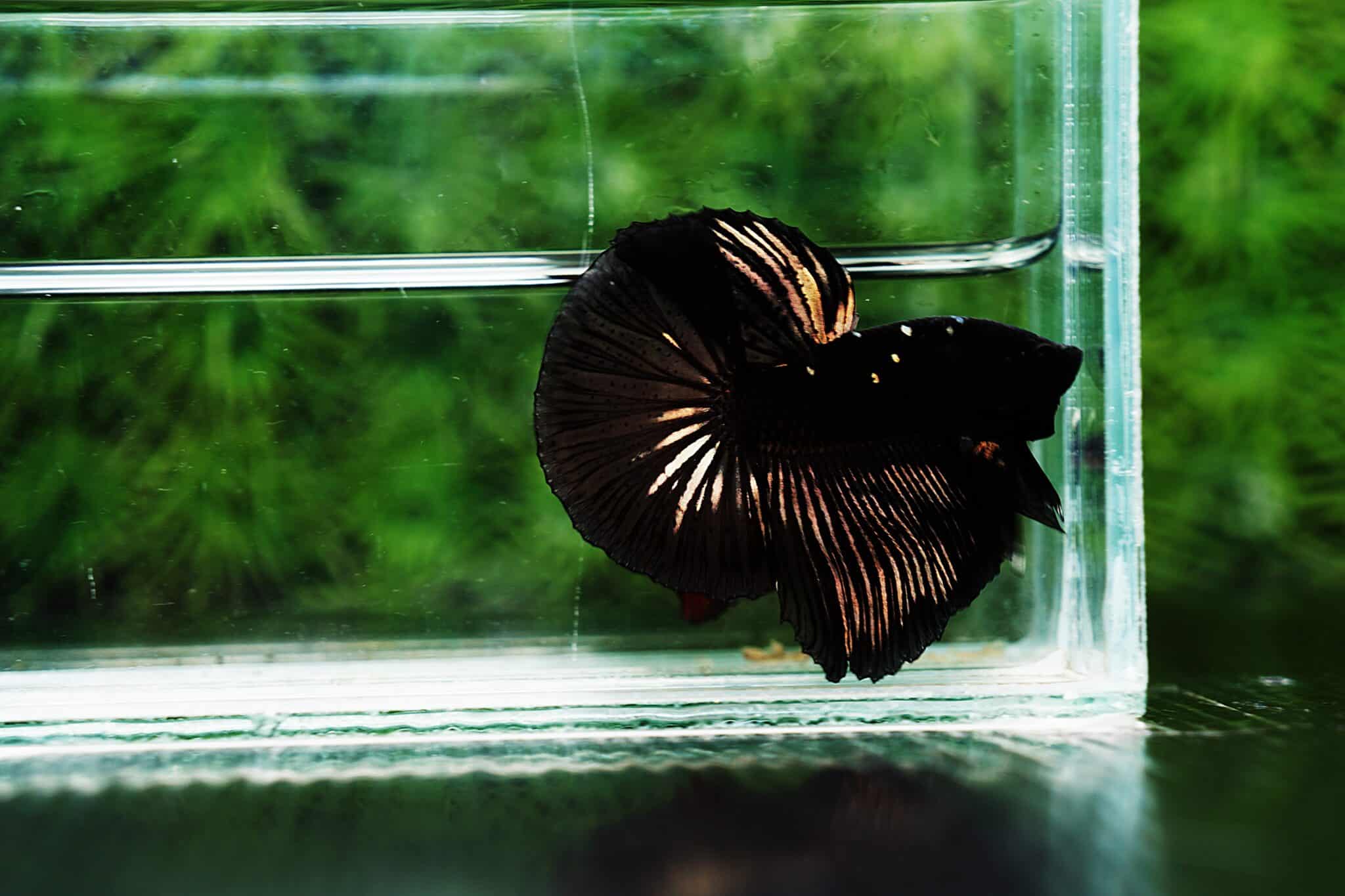 The Different Types of Black Betta fish - nicebettathailand.com
