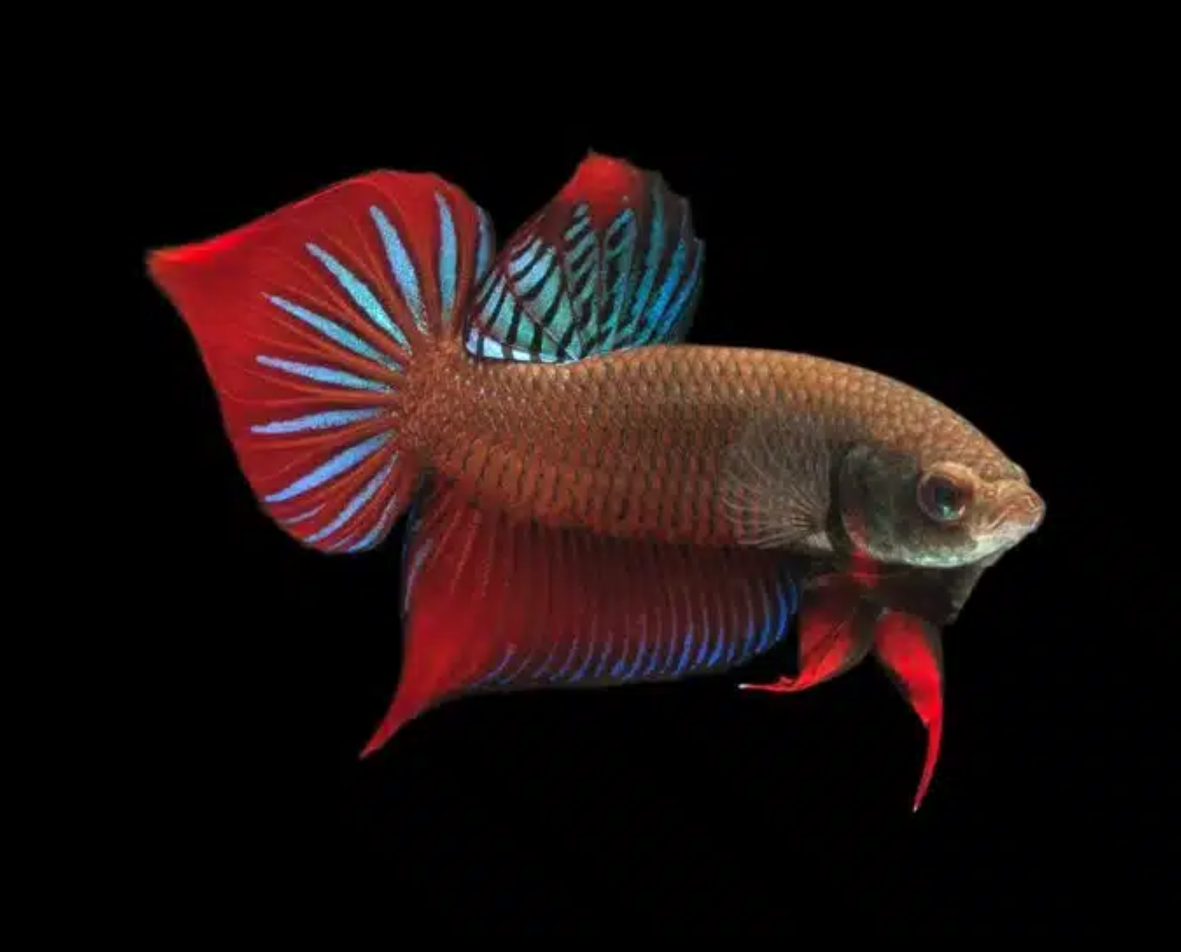 History of Blue Betta fish - nicebettathailand.com