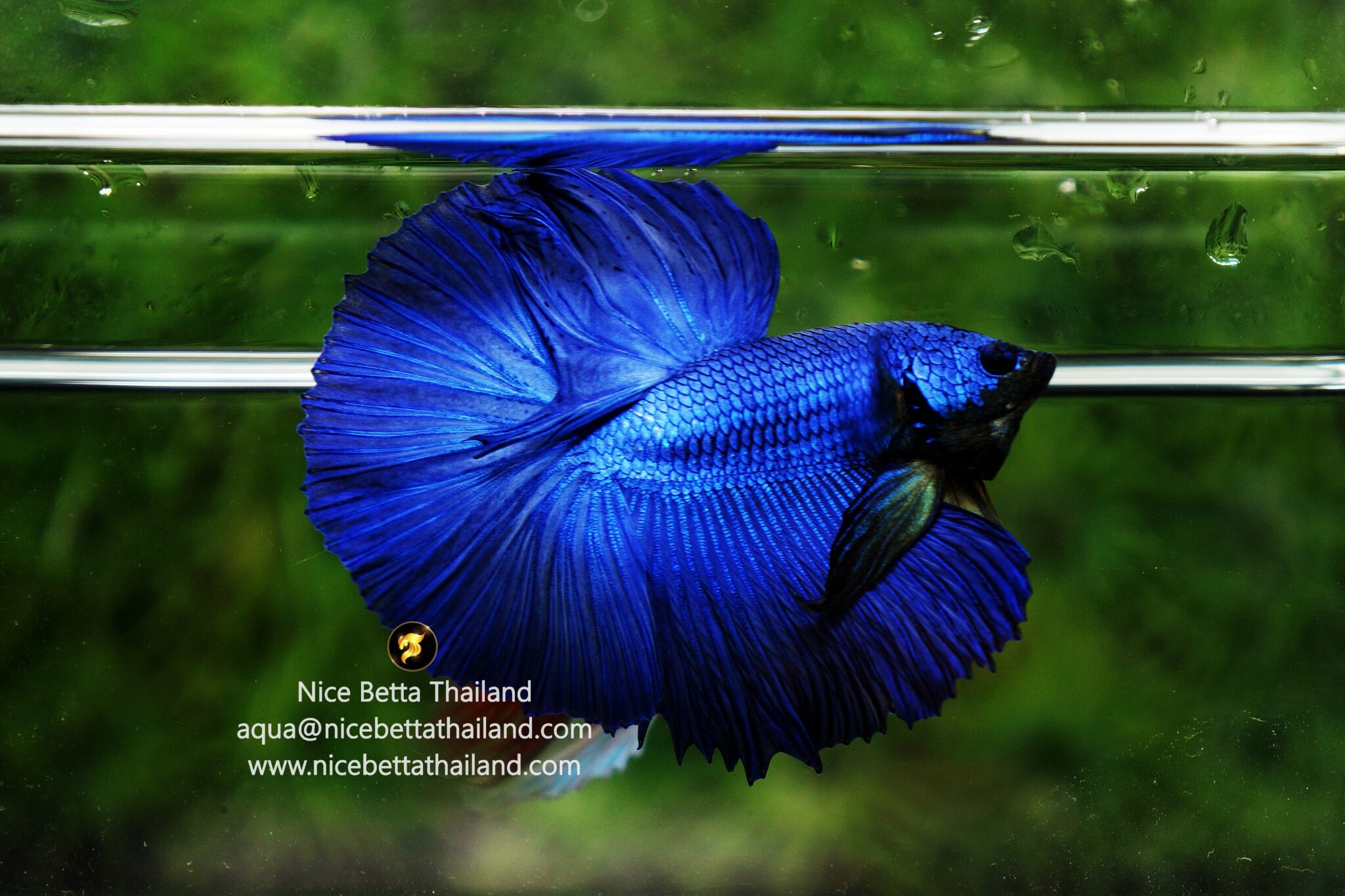 History of Blue Betta fish - nicebettathailand.com