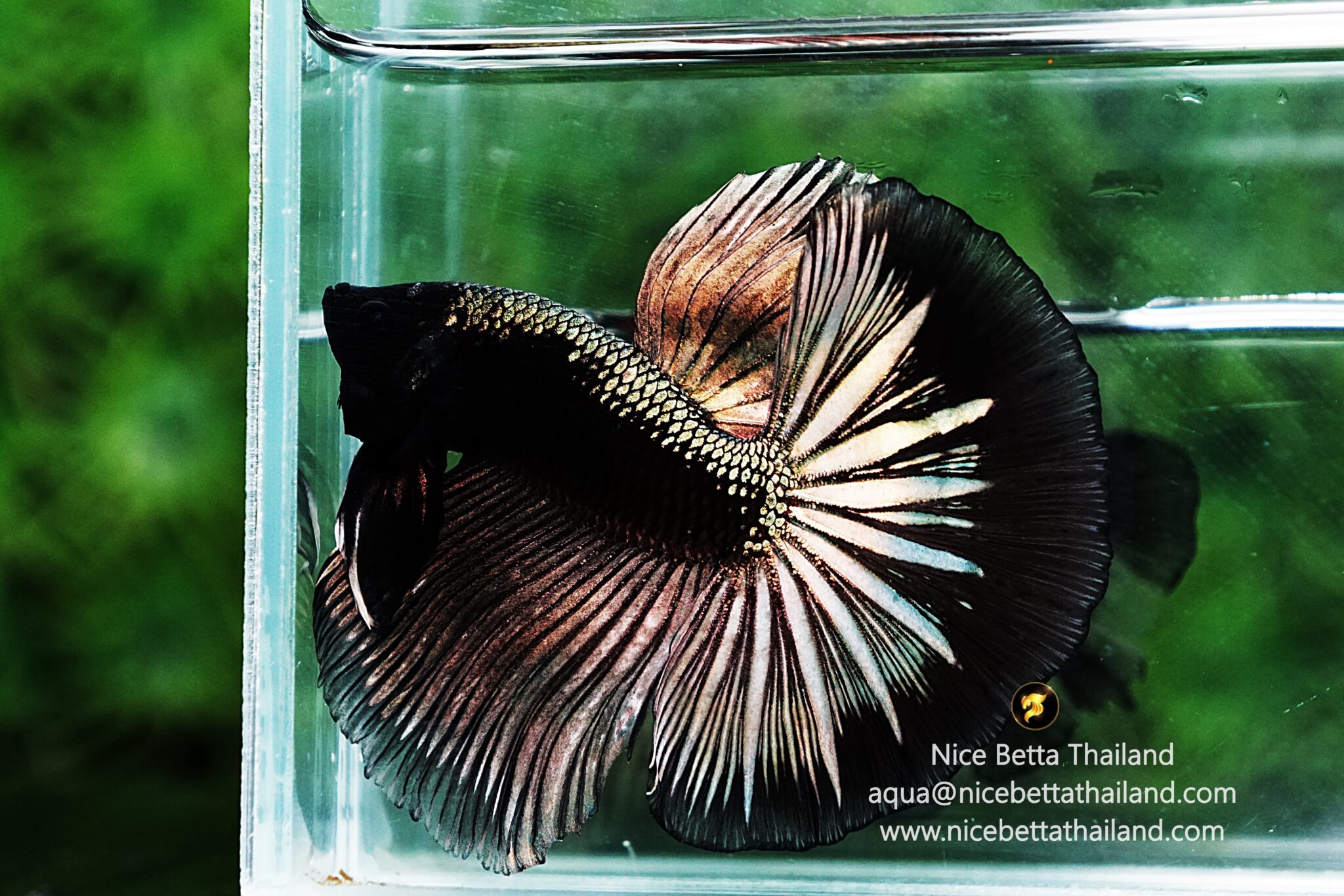 How to do if your betta fish skittish? - nicebettathailand.com