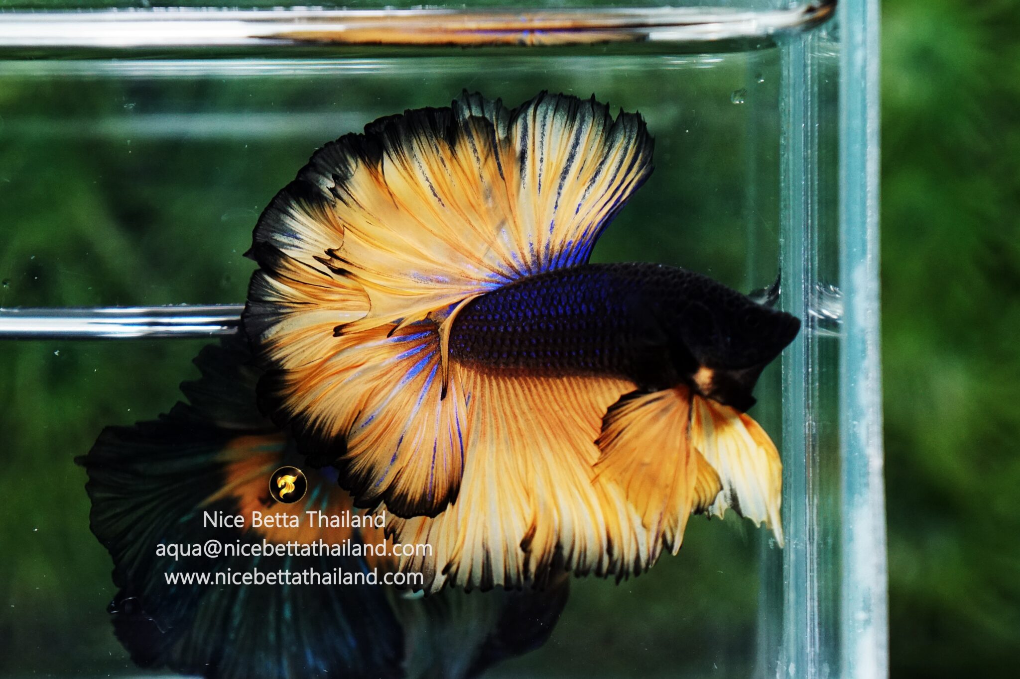 What should we do if our betta fish are old? - nicebettathailand.com